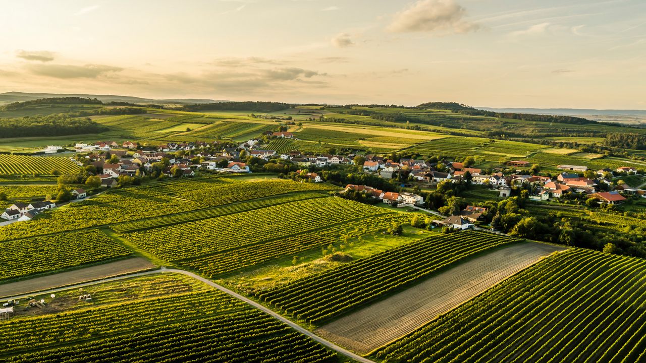 Wein und Winzer im Kamptal | Dossier Österreich 2022 | VINUM