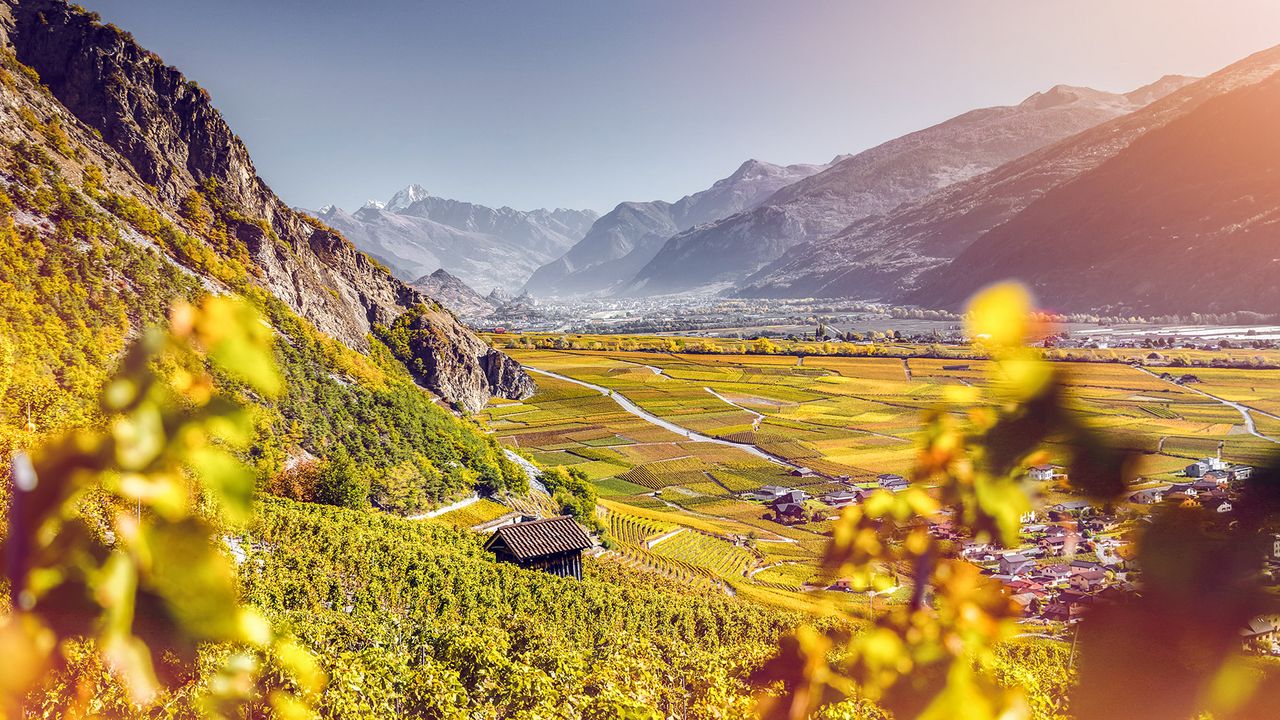 Goldener Herbst im Wallis | Advertorial | VINUM