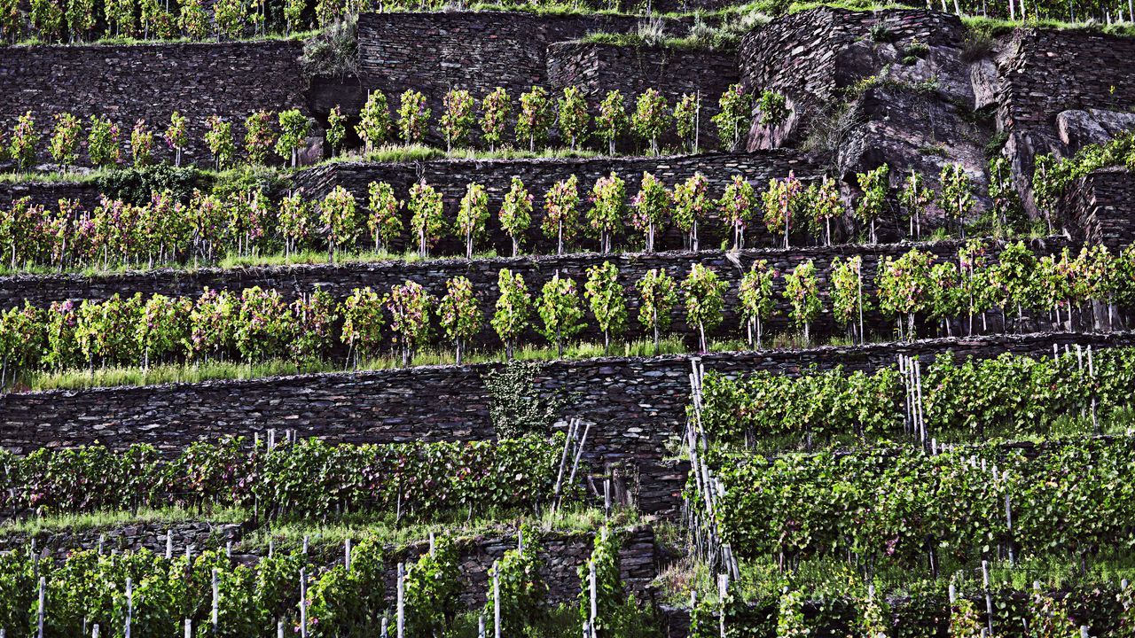 Die besten Winzer der Weinregion Ahr | VINUM Weinguide Deutschland 2023