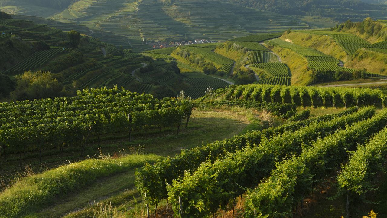 Die besten Winzer der Weinregion Baden | VINUM Weinguide 2022