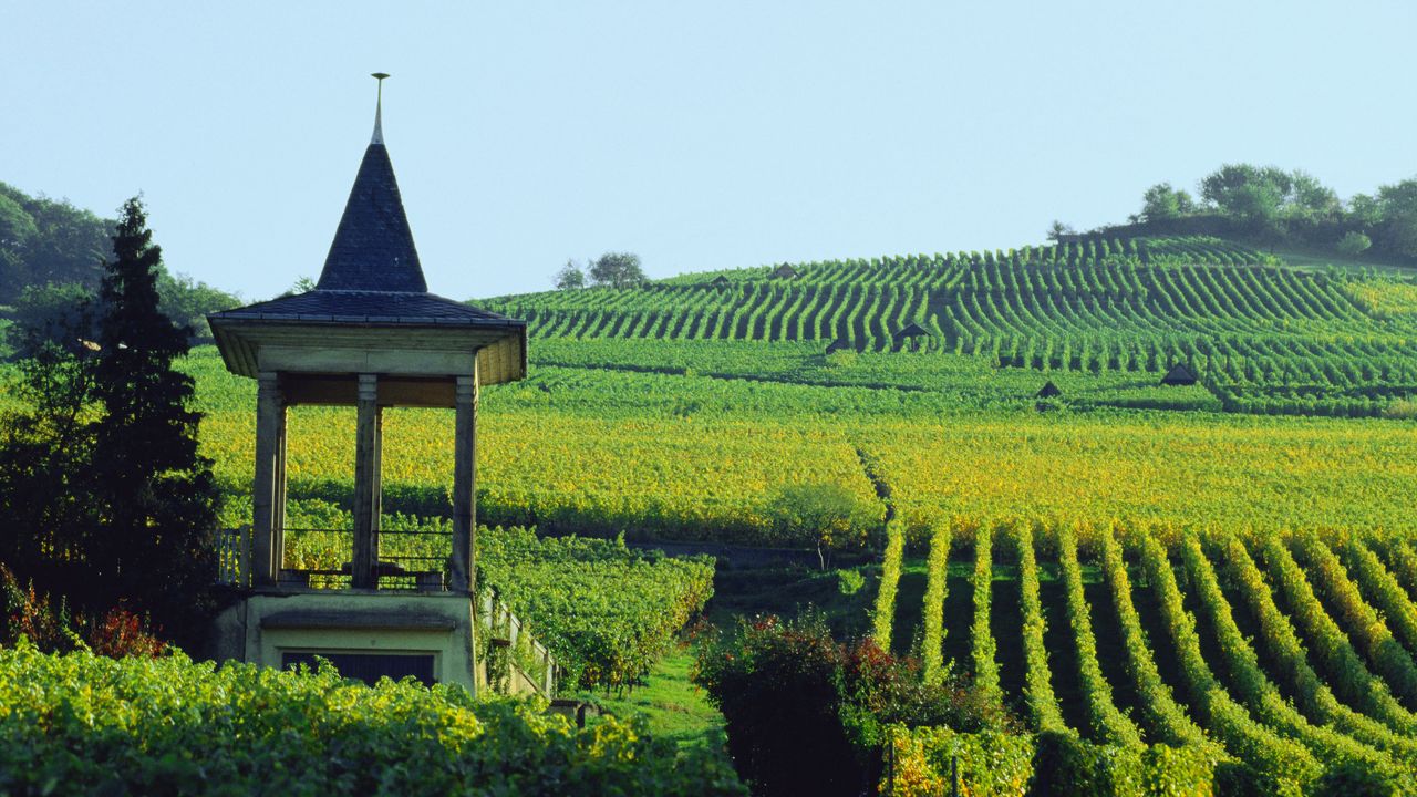 Die besten Winzer der Weinregion Hessische Bergstraße | VINUM Weinguide 2022