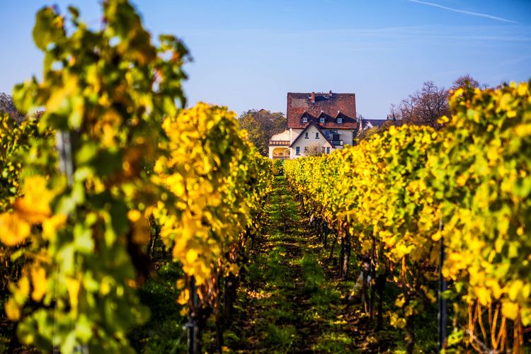Die besten Winzer der Weinregion Rheinhessen | VINUM Weinguide 2022