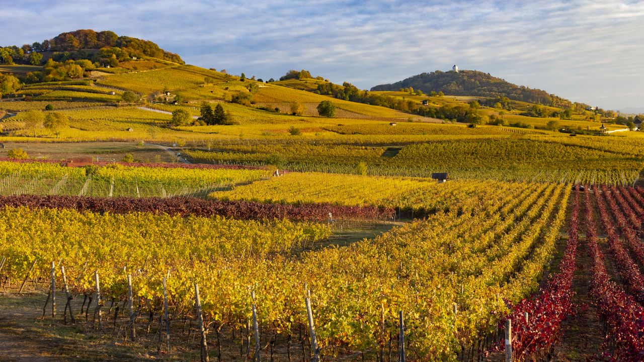 Die besten Winzer der Weinregion Hessische Bergstrasse | VINUM ...