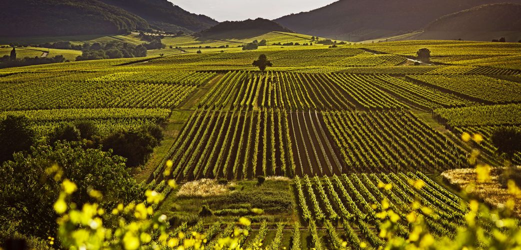 Die besten Winzer der Weinregion Pfalz Die besten Winzer der Weinregion Pfalz