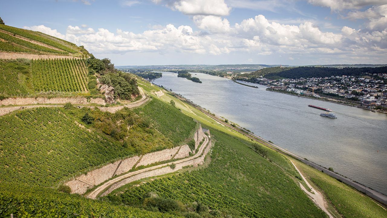 Die besten Winzer der Weinregion Rheingau 2024 | VINUM Weinguide Deutschland 2024