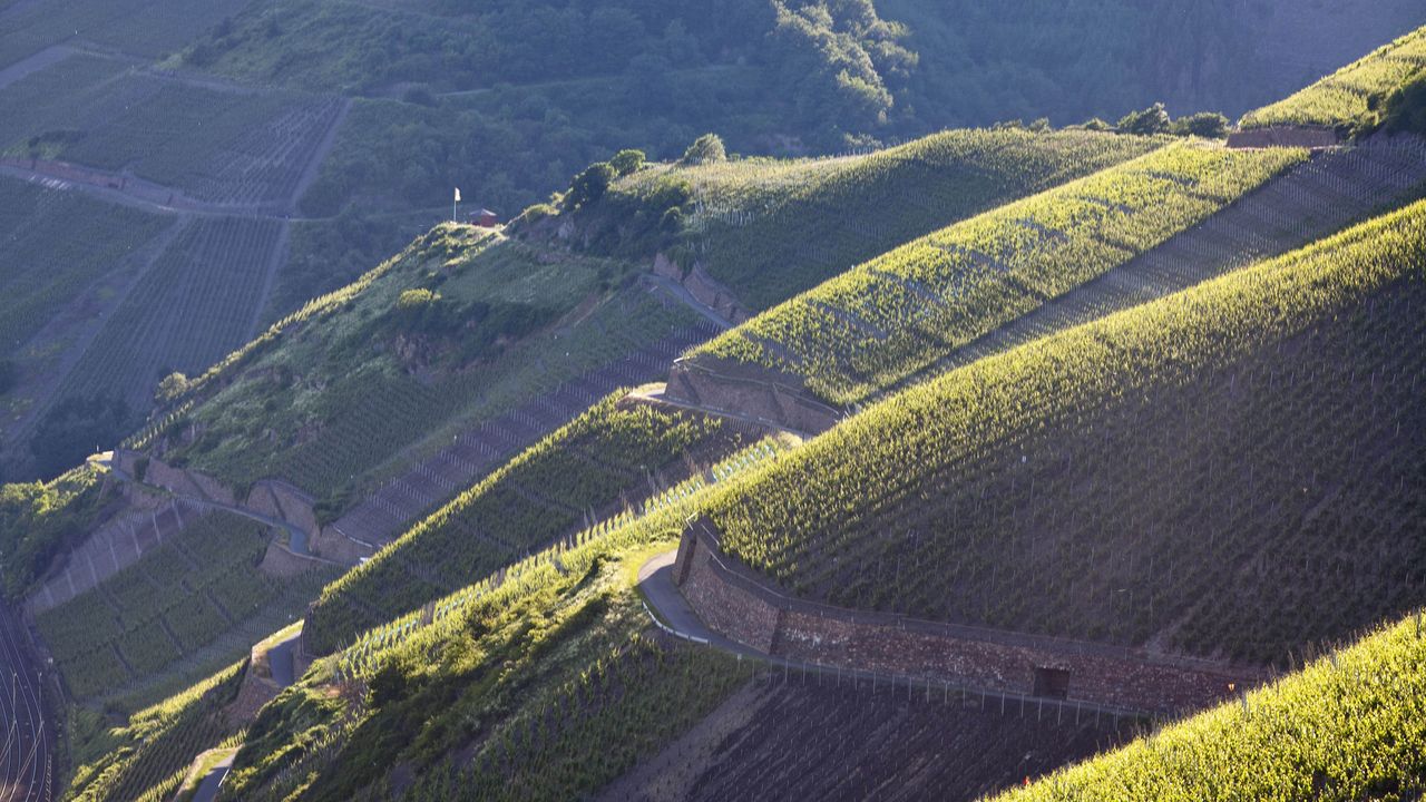Die besten Winzer der Weinregion Mittelrhein | VINUM Weinguide Deutschland 2023
