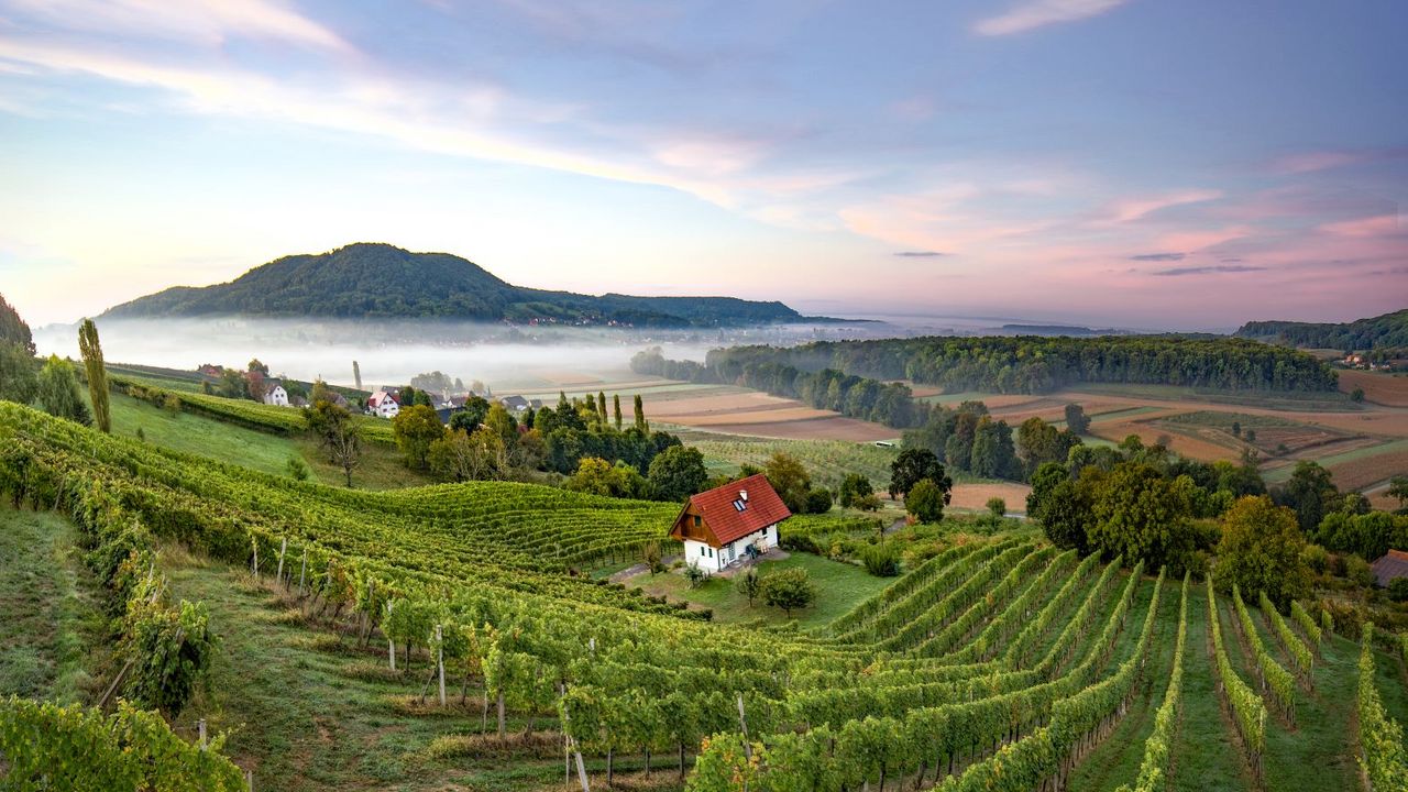 2020: Ein Weinjahr der Gegensätze in Österreich