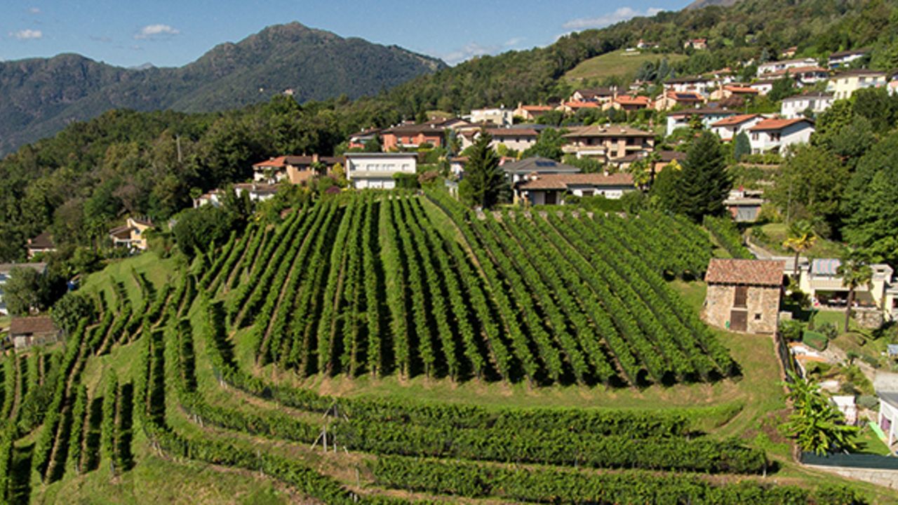 Tamborini Vini | Unique Wineries of the World | VINUM