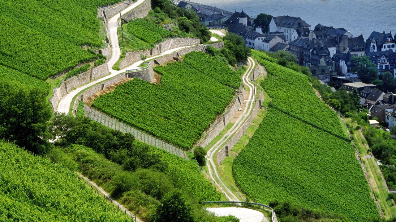 Die besten Winzer der Weinregion Rheingau