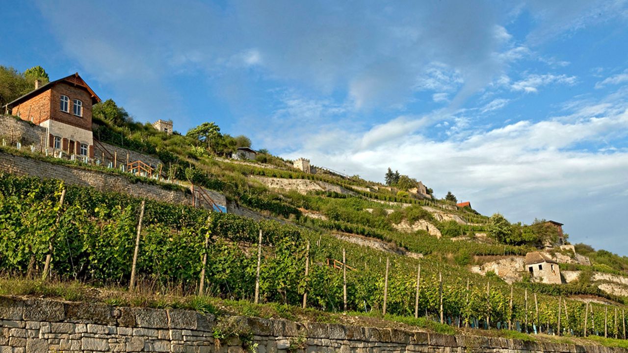 Die besten Winzer der Weinregion Saale-Unstrut 2024 | VINUM Weinguide Deutschland 2024