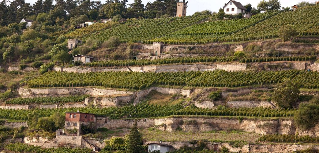 Die besten Winzer der Weinregion Saale-Unstrut Die besten Winzer der Weinregion Saale-Unstrut