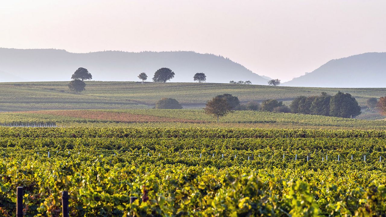 Die besten Winzer der Weinregion Pfalz 2024 | VINUM Weinguide Deutschland 2024