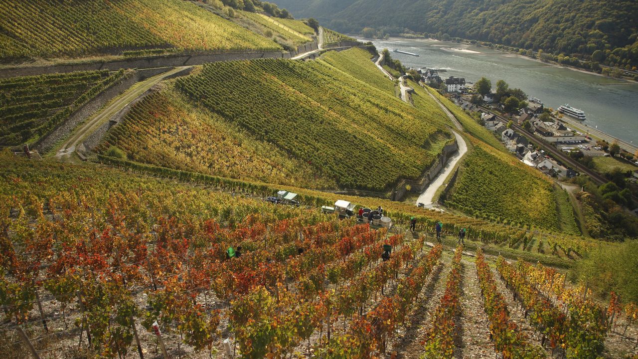 Die besten Winzer der Weinregion Rheingau | VINUM Weinguide 2022