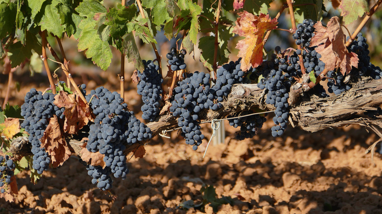 Ribera del Duero | Advertorial | VINUM