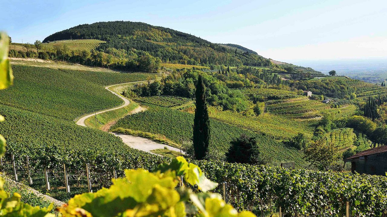 Garda DOC im Fokus | Dossier Garda DOC | VINUM