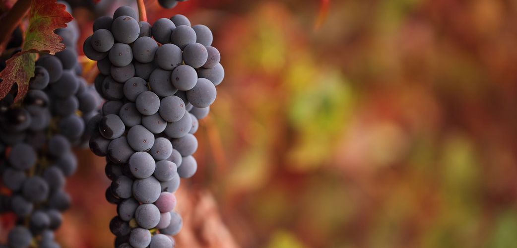 Rotweine aus Portugal | Advertorial | VINUM