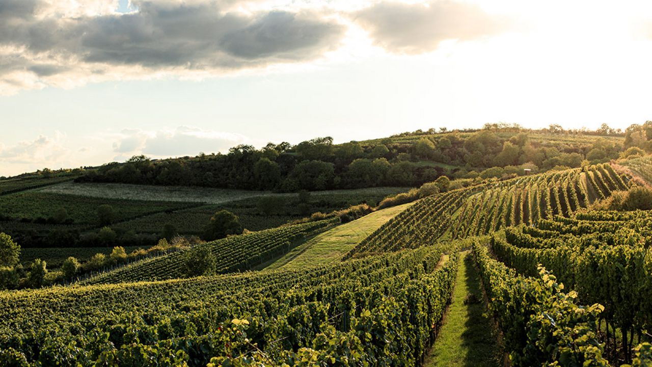 Weingut Metzger | Unique Wineries of the World | VINUM