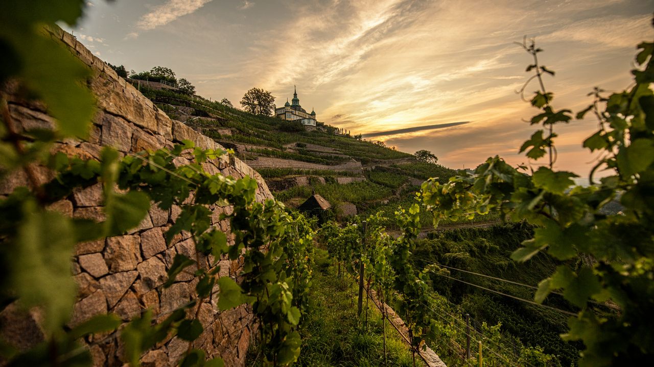 Die besten Winzer der Weinregion Sachsen | VINUM Weinguide Deutschland 2023