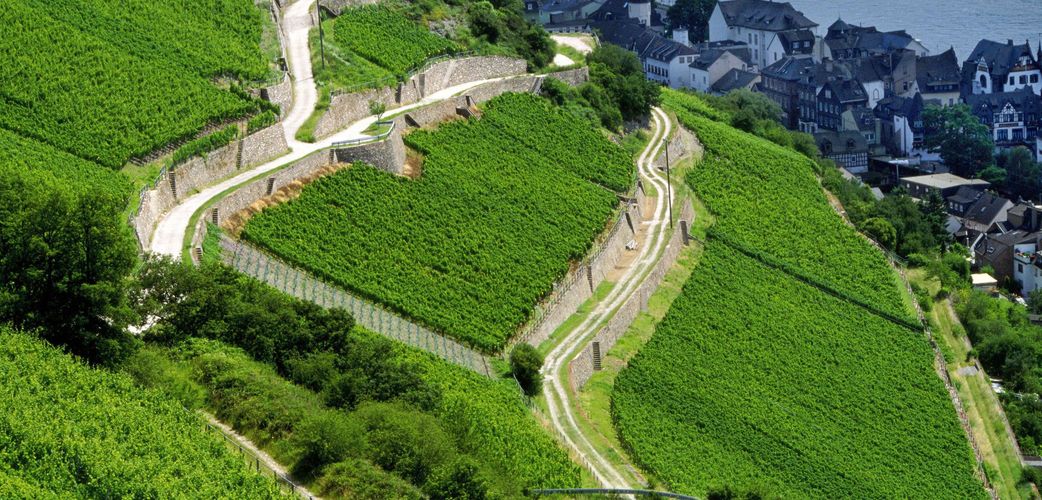 Die besten Winzer der Weinregion Rheingau