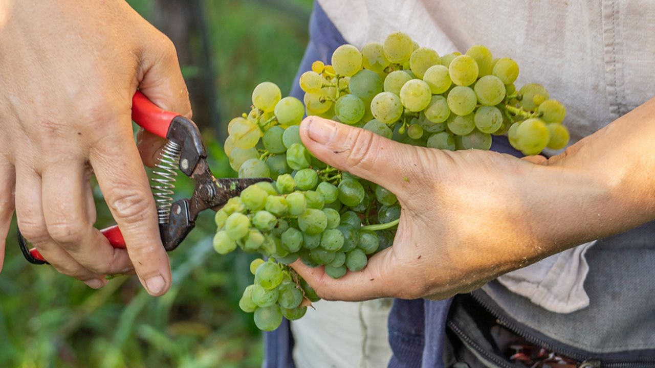 Rutishauser-DiVino, Winterthur | Unique Wineries of the World | VINUM