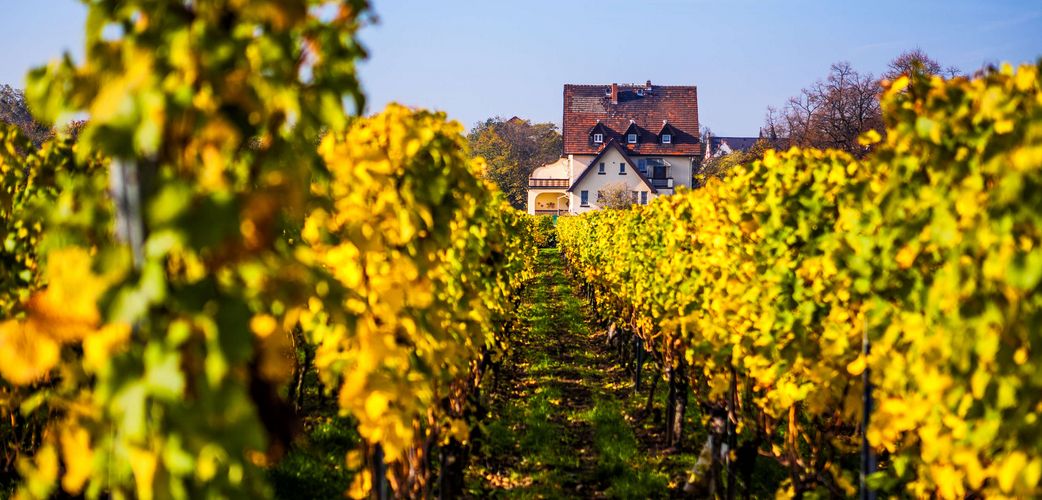 Die besten Winzer der Weinregion Rheinhessen