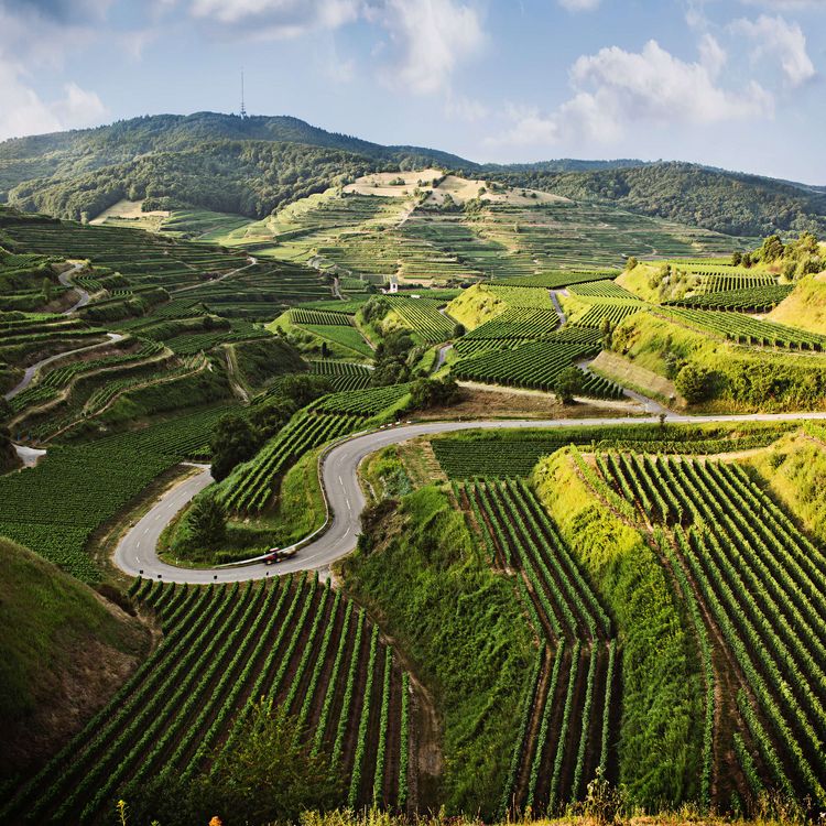 Die besten Winzer der Weinregion Rheinhessen