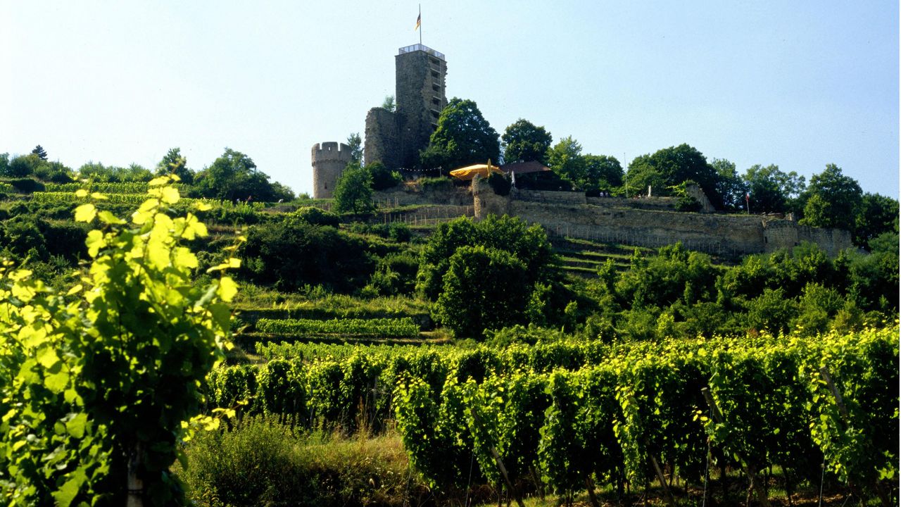 Die besten Winzer der Weinregion Pfalz | VINUM Weinguide Deutschland 2023 Die besten Winzer der Weinregion Pfalz | VINUM Weinguide Deutschland 2023