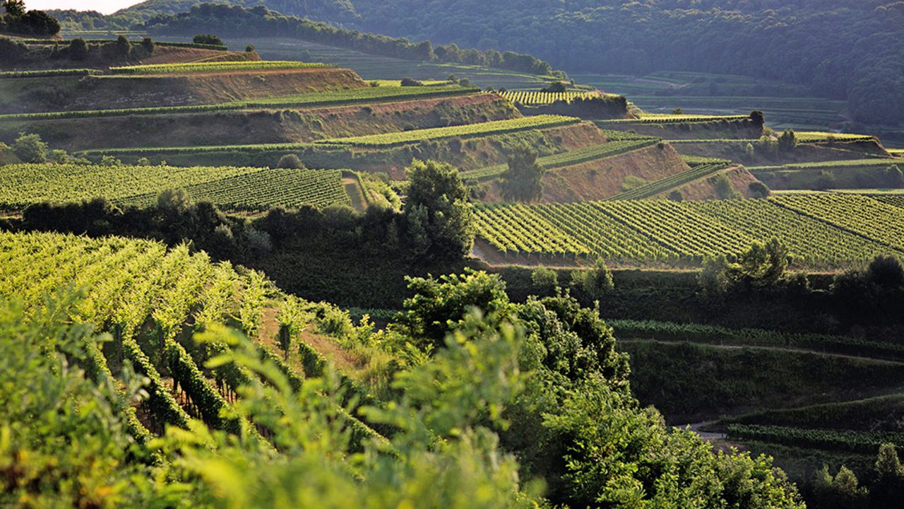 Die besten Winzer der Weinregion Baden 2024 | VINUM Weinguide Deutschland 2024