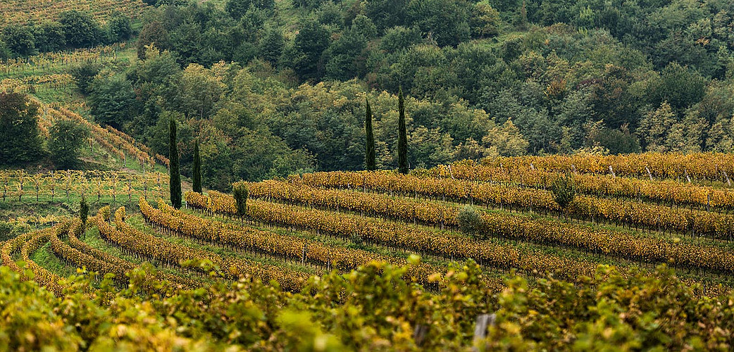 Francesco «Josko» Gravner